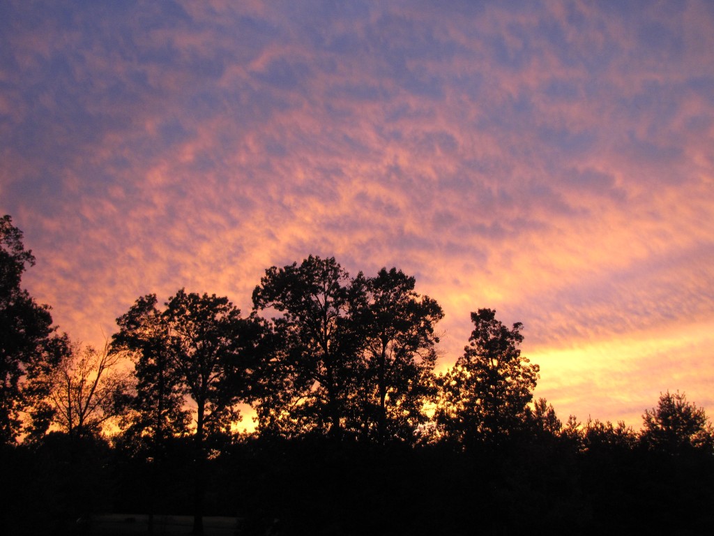 Shaken Awake - Made SacredMade Sacred